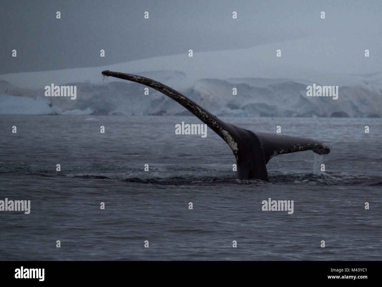 A humpback whale's tail with unique marks, scratches and attached ...