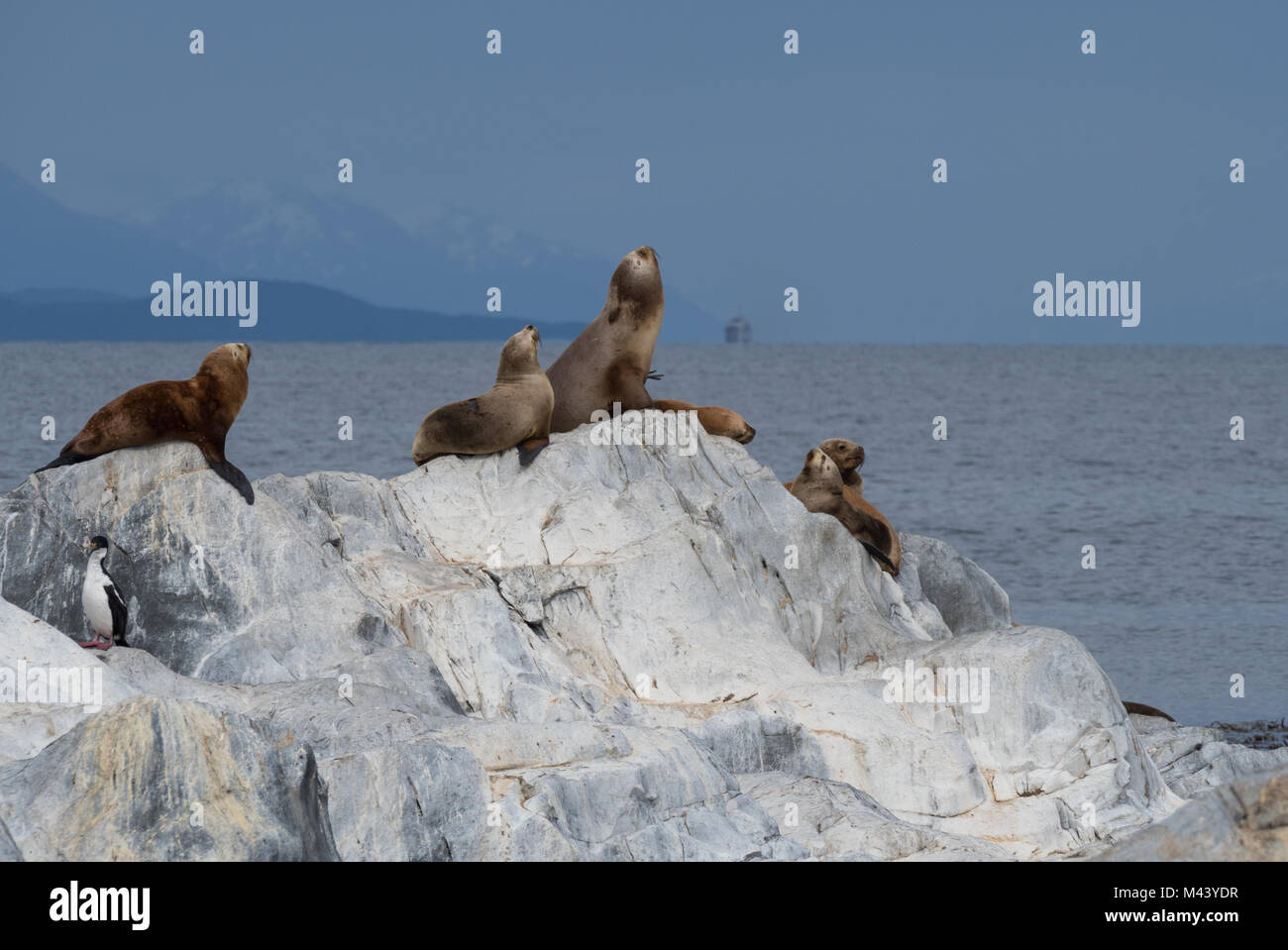 Beagle Channel Seals High Resolution Stock Photography and Images - Alamy