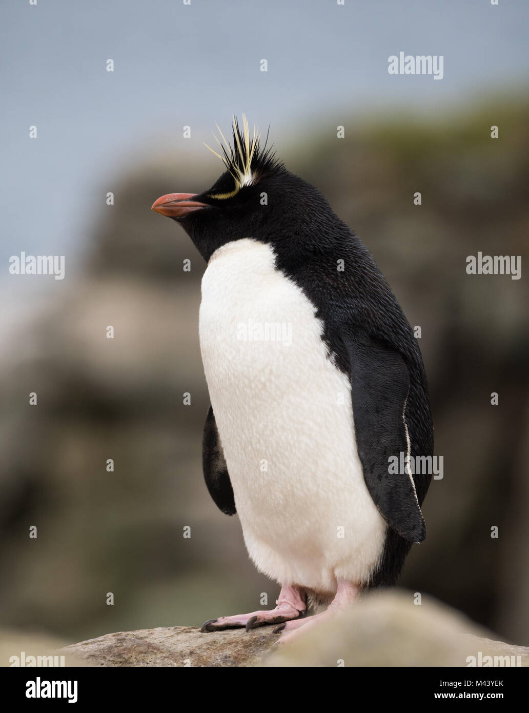 A sleepy rockhopper penguin standing on a flat tan rock with its eye ...