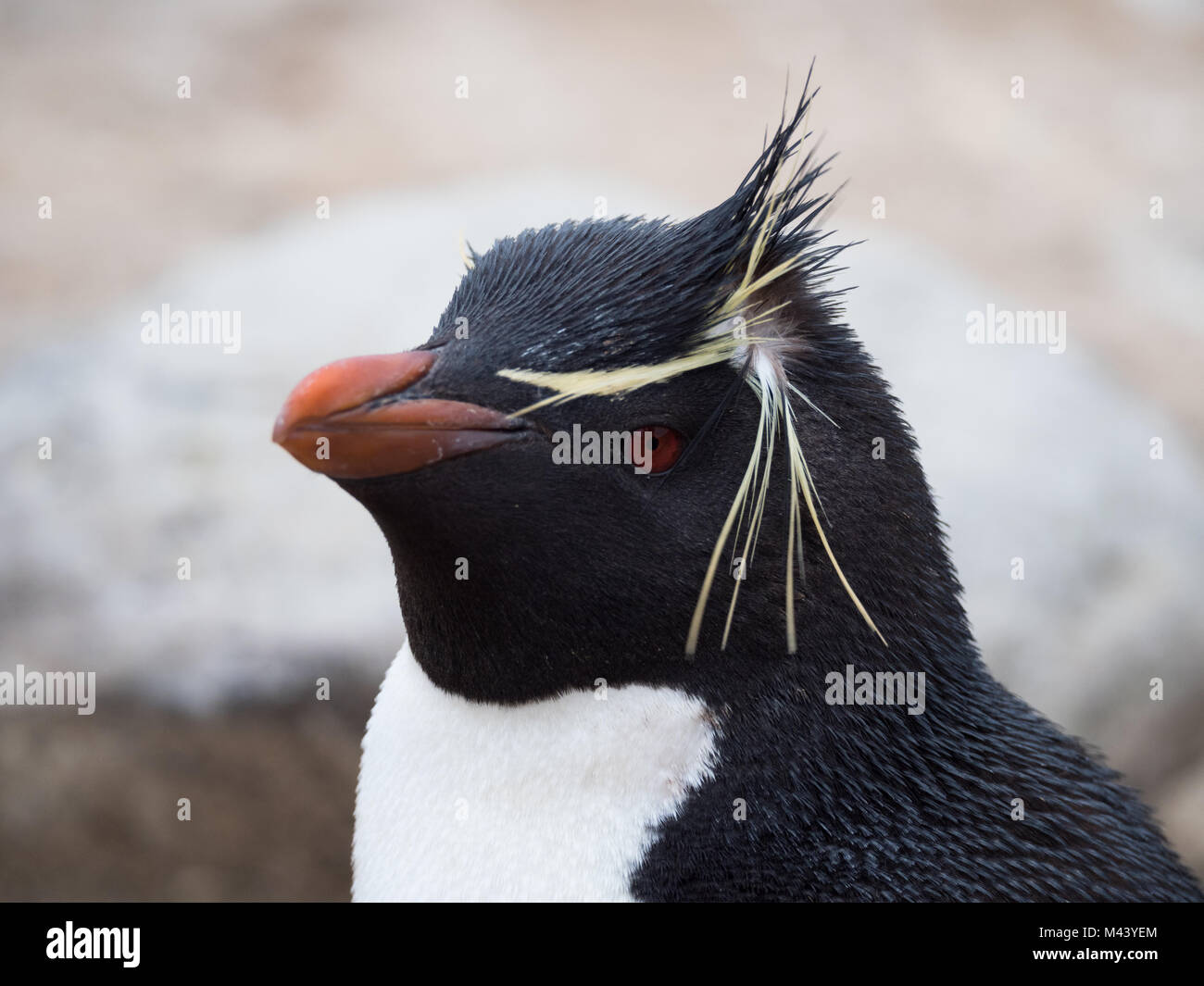 Close up of a rockhopper penguin's head photographed with a shallow ...
