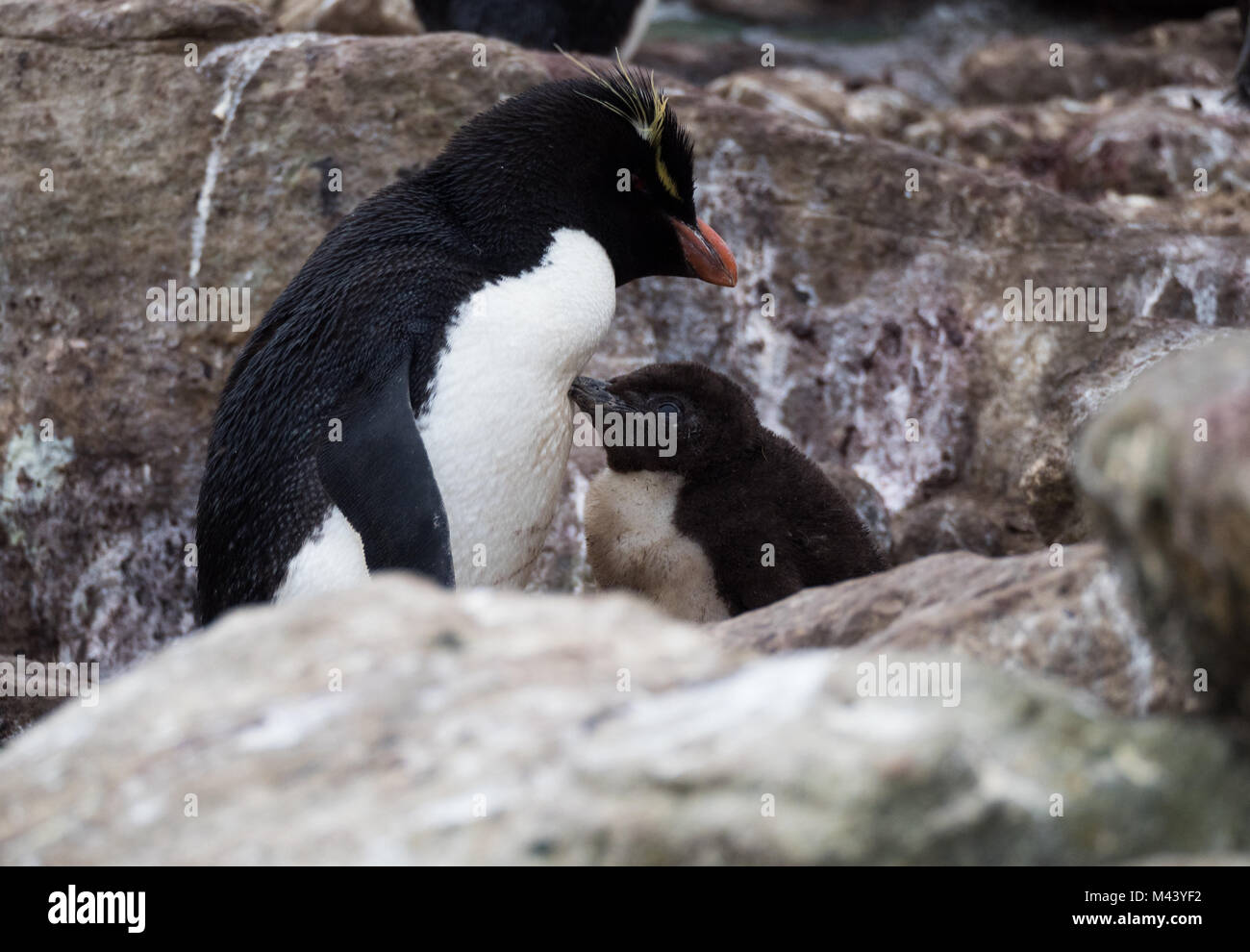 Rockhopper chick hi-res stock photography and images - Alamy
