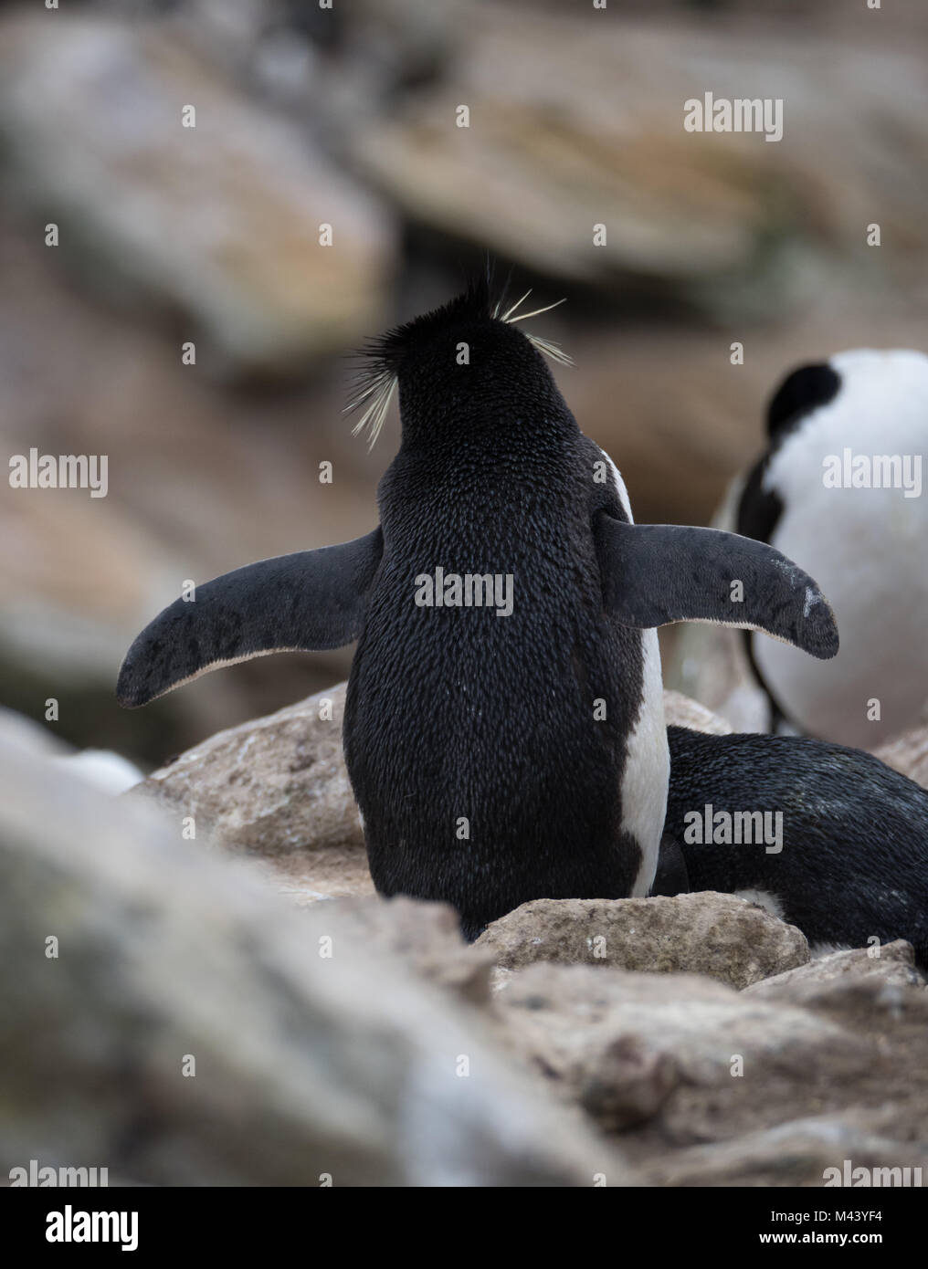 The back of a rockhopper penguin with its flippers extended in order to ...
