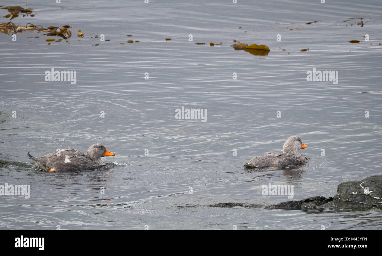 A pair of flightless Steamer ducks with bright orange beaks swimming in ...