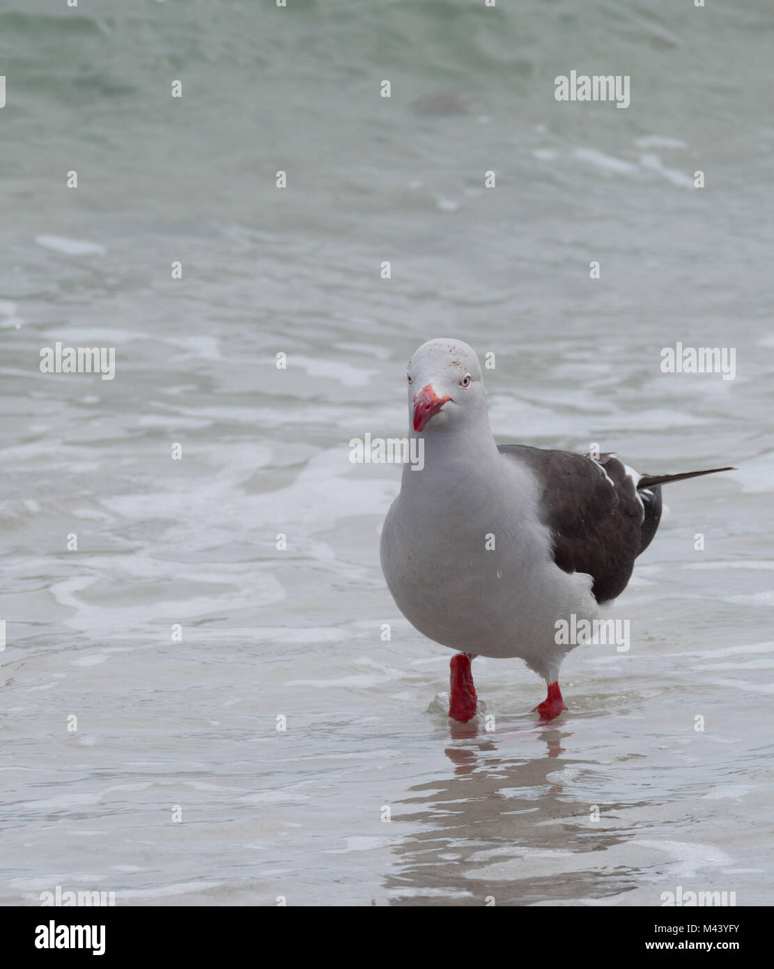 A wading dolphin gull facing the camera. The water has ripples. The ...