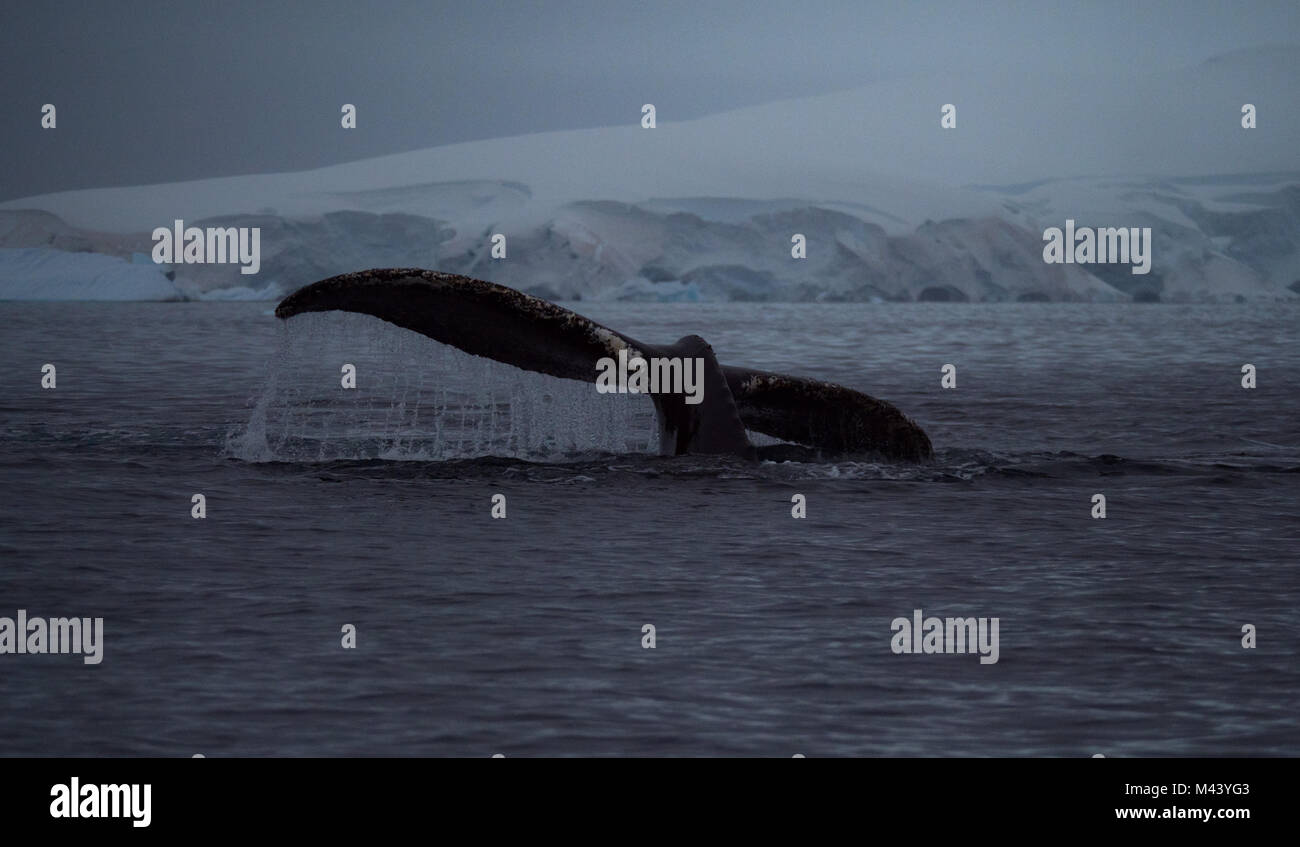 A humpback whale's tail with unique marks, scratches and attached ...