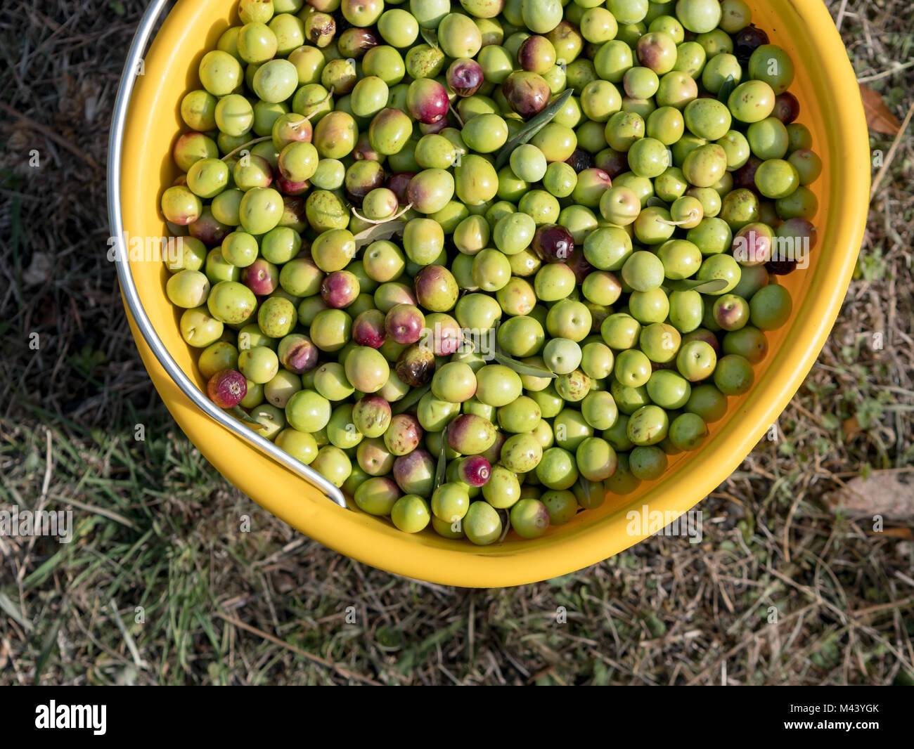 Bucket full of green olives on olive tree plantation outdoor Stock ...