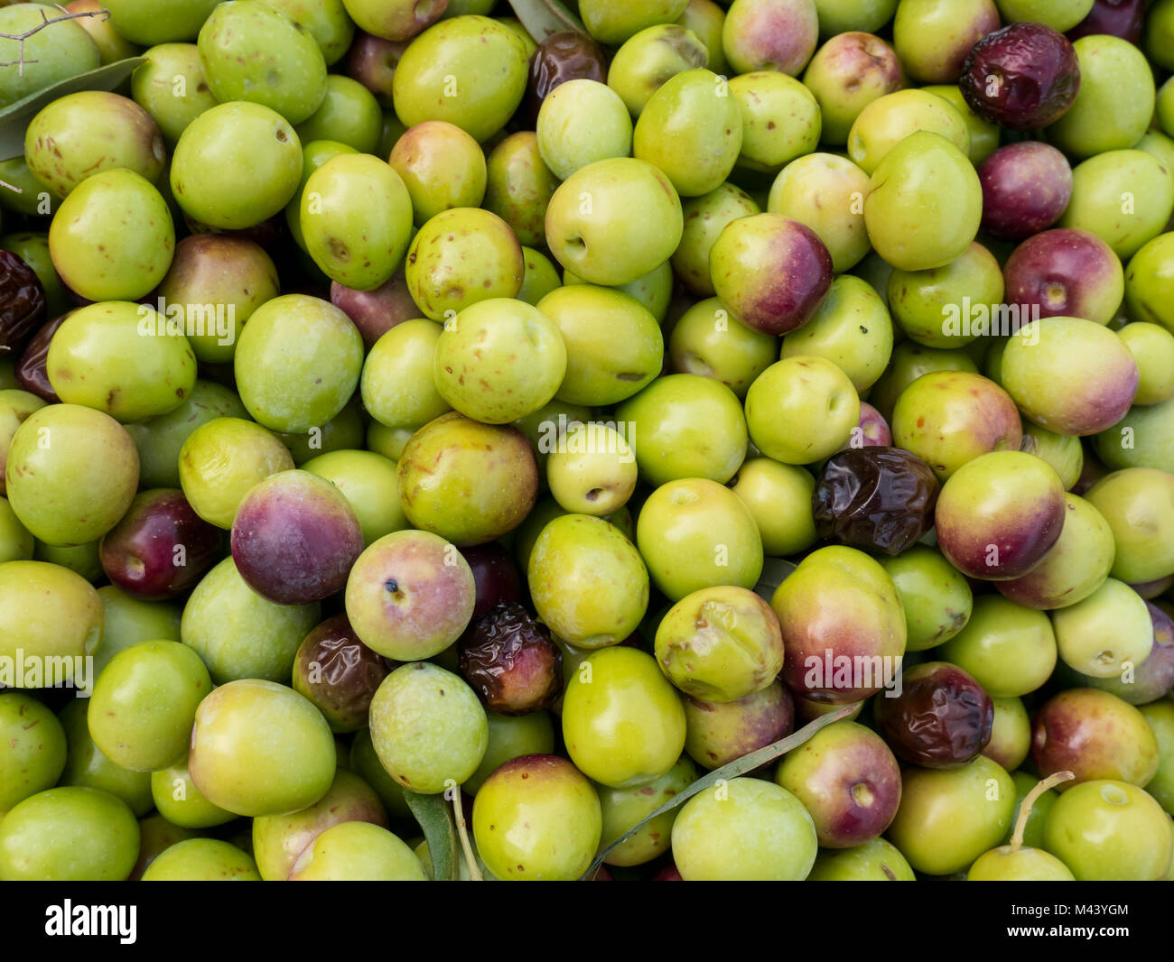 Fresh green olives close up top view Stock Photo - Alamy