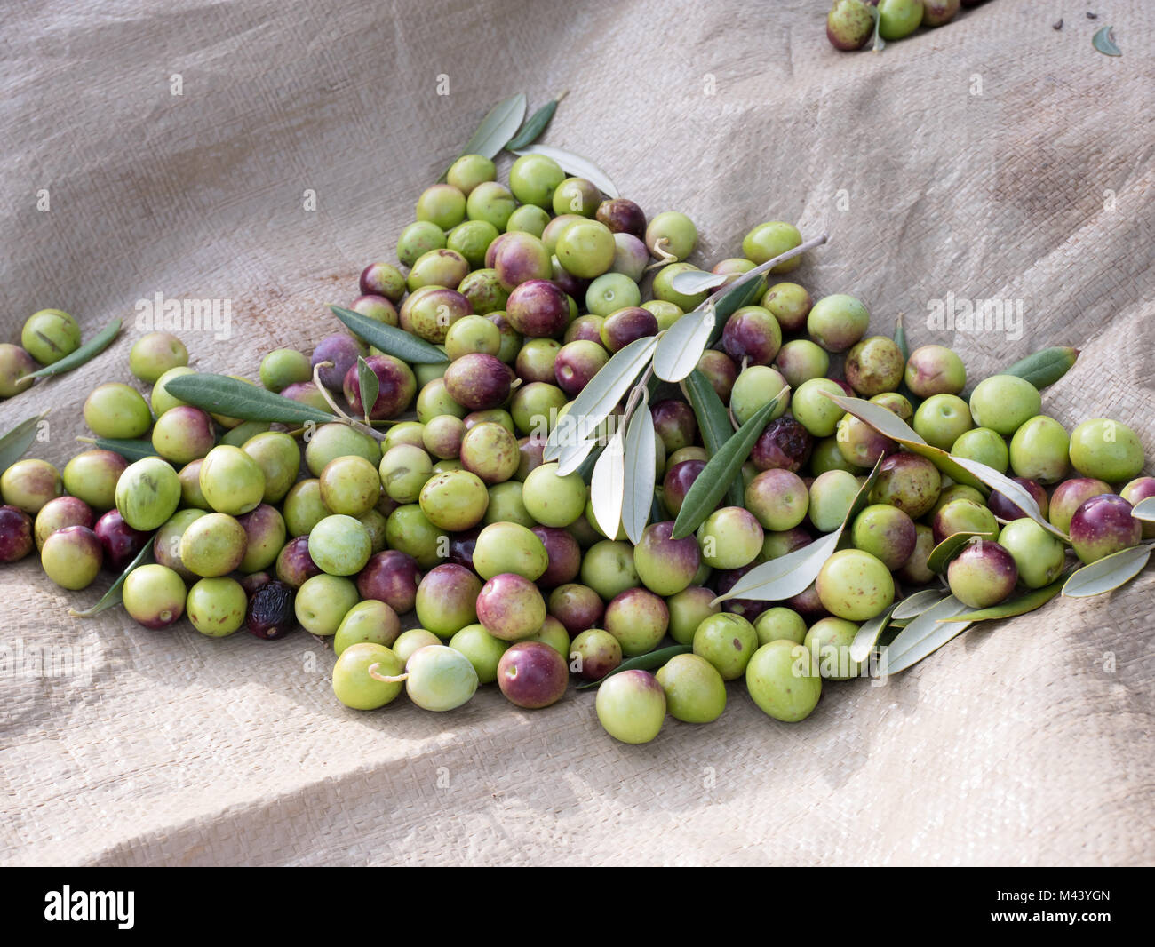 Fresh olive fruits on the olive tree plantation close up Stock Photo ...