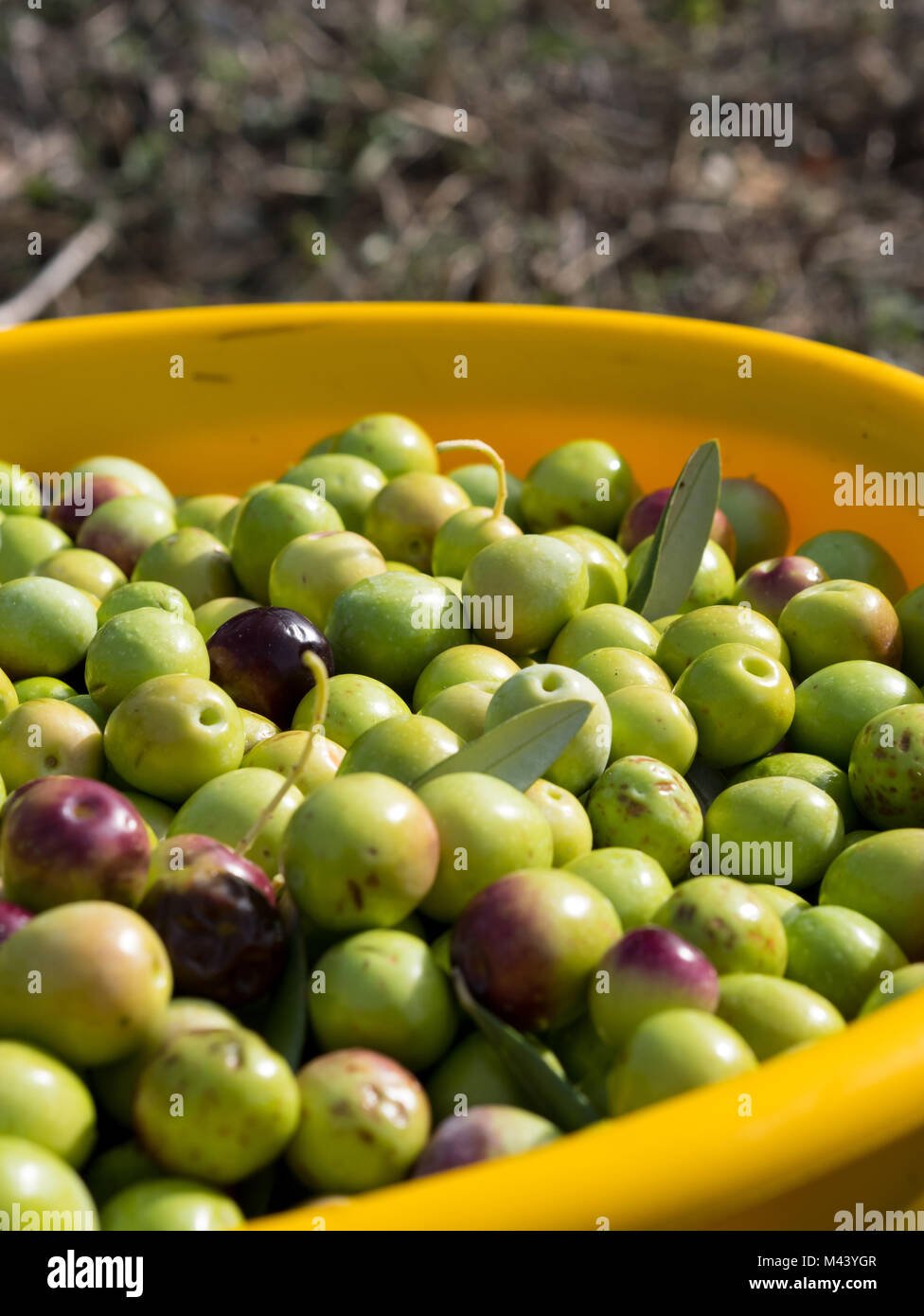Green olives in bucket at plantation on sunny day Stock Photo - Alamy