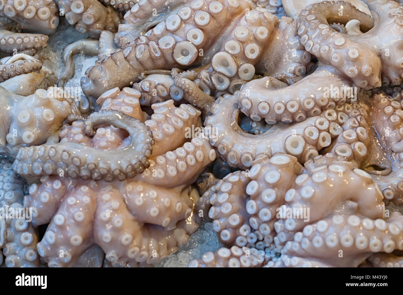 Octopus fish counter hi-res stock photography and images - Alamy