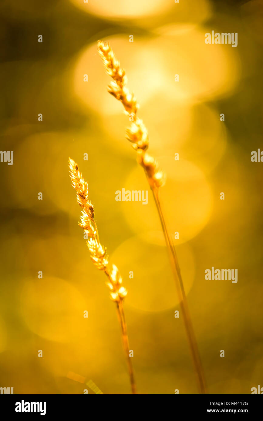 grass in back light with blurred background Stock Photo - Alamy