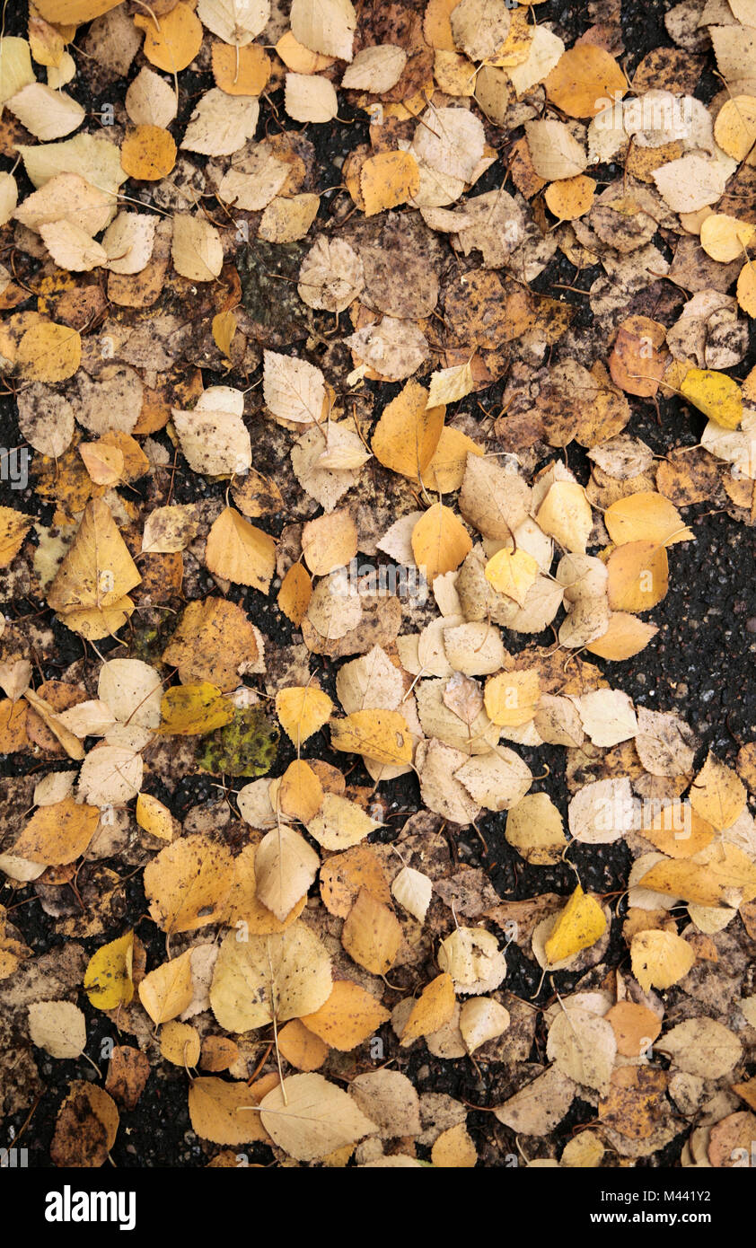texture leaves on the ground Stock Photo - Alamy