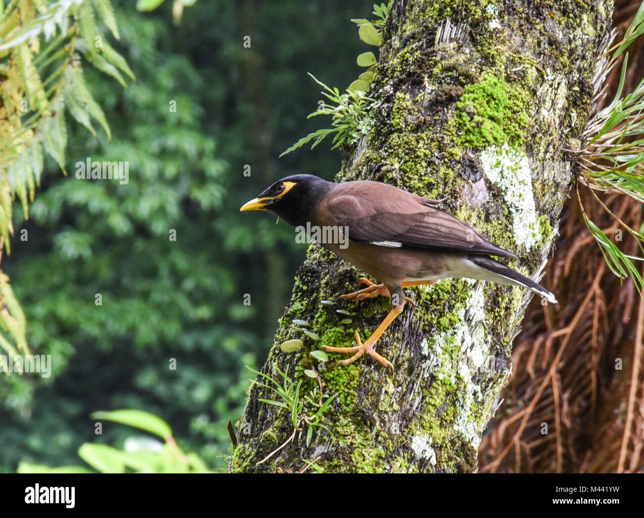 New Zealand common Myna Stock Photo - Alamy