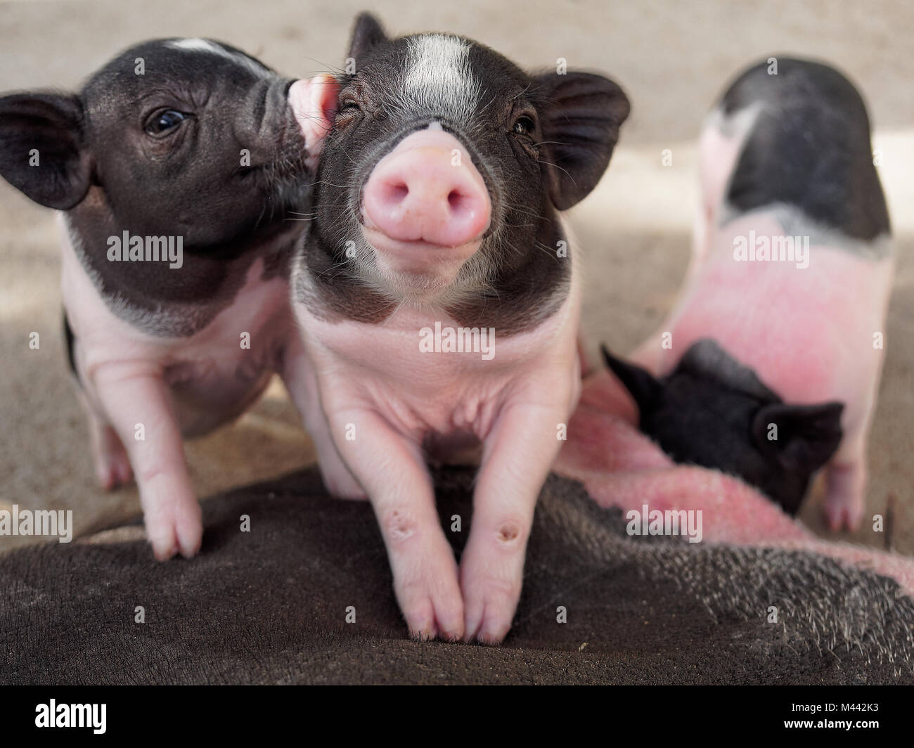 Pink and black pigs kissing showing love and friendship in the farm ...