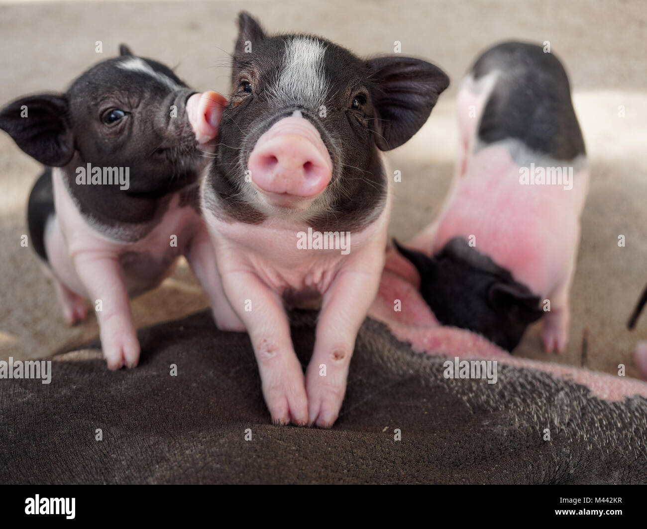 Pink and black pigs kissing showing love and friendship in the farm ...