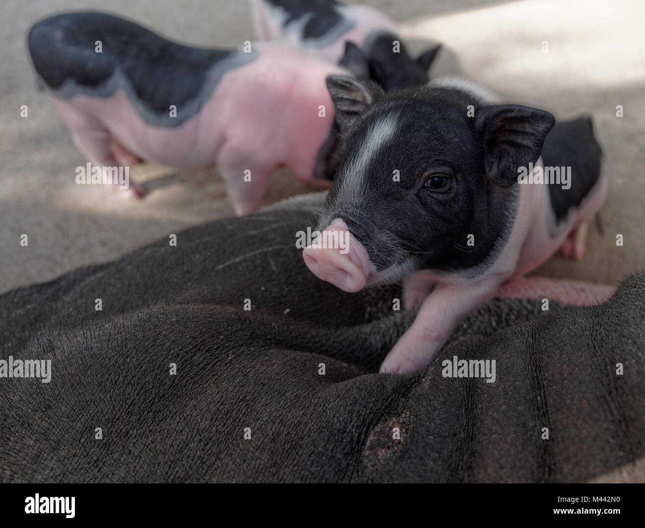 Pink and black pigs climbing on his mom in the farm Stock Photo - Alamy