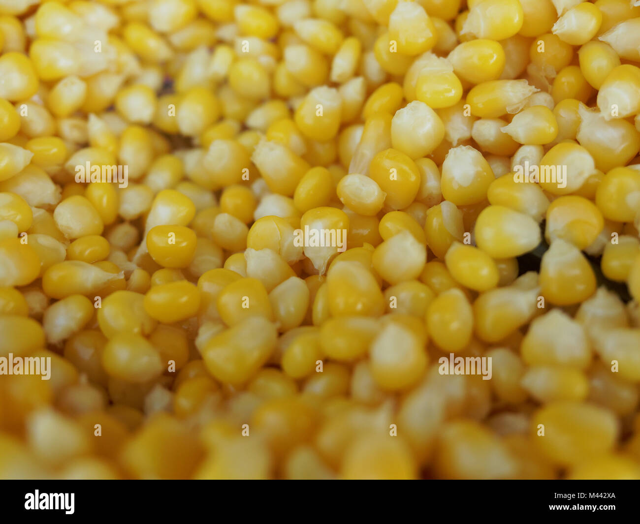 Steamed corn kernels or seeds with yellow and white color, which are ...