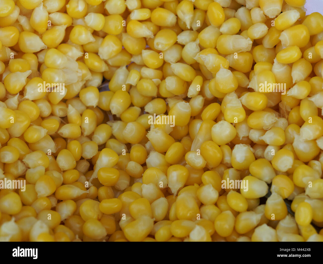 Steamed corn kernels or seeds with yellow and white color, which are ...