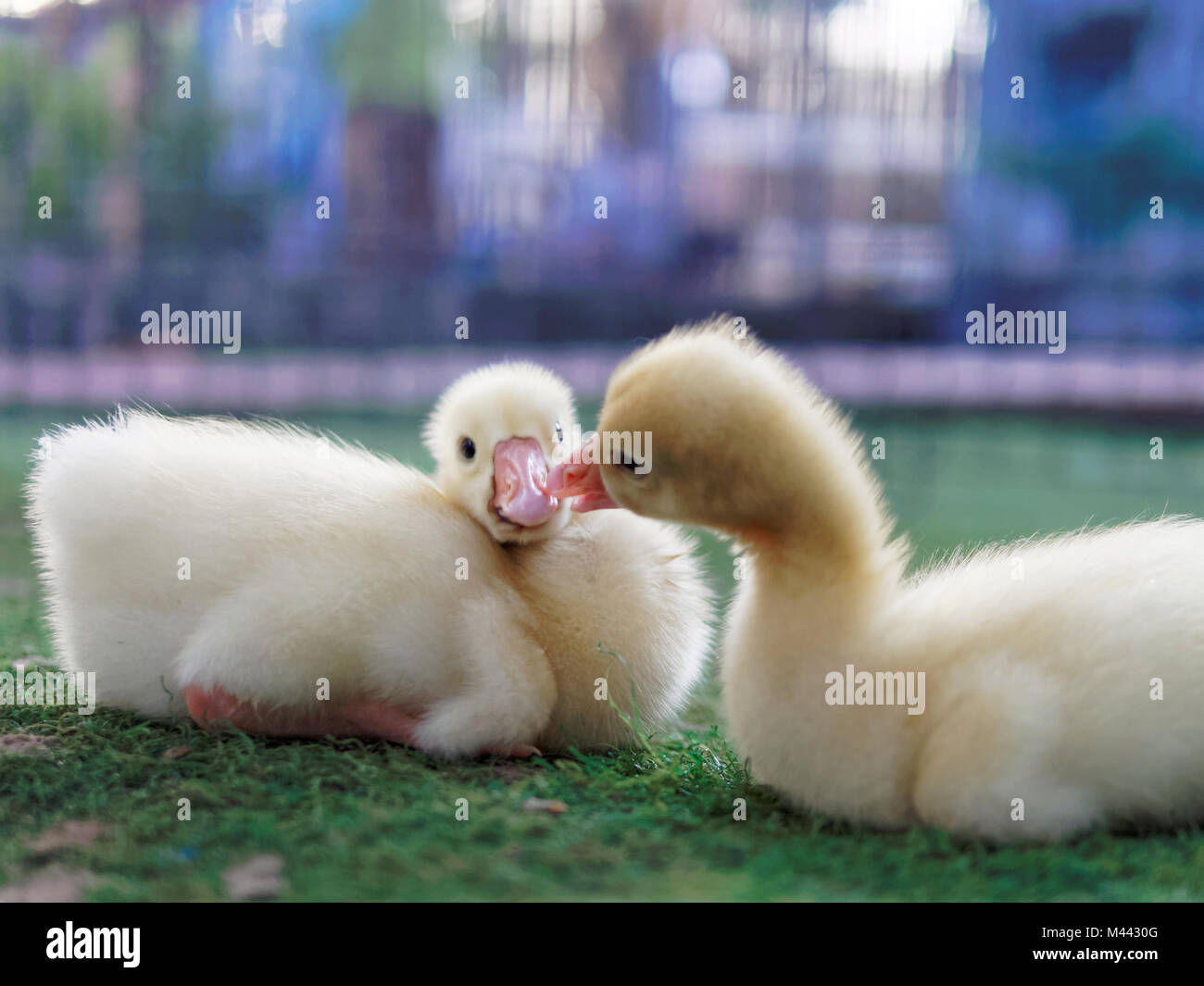 Young cute yellow ducks cuddling each other in the farm on dark ...