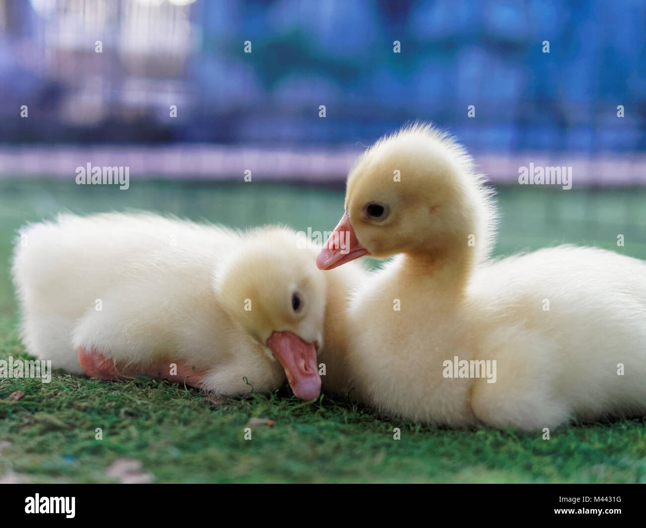 Young cute yellow ducks cuddling each other in the farm on dark ...