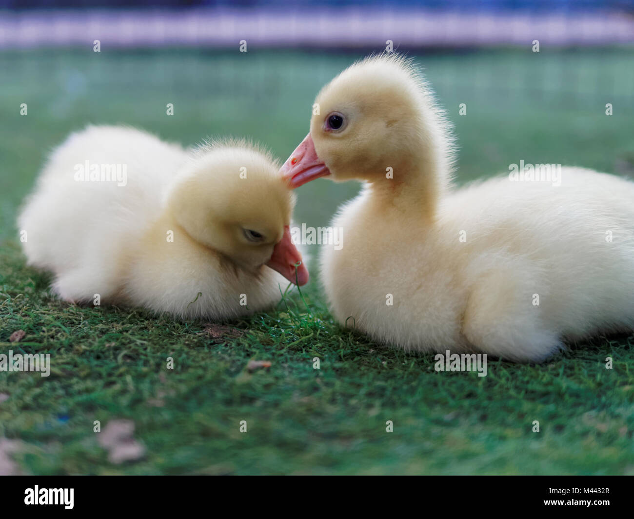 Young cute yellow ducks cuddling each other in the farm on dark ...
