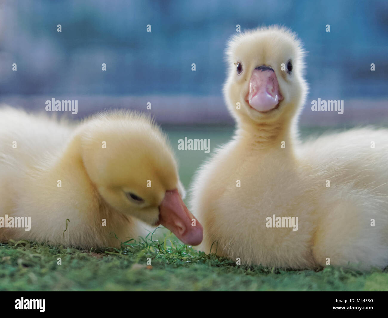 Young cute yellow ducks cuddling each other in the farm on dark ...