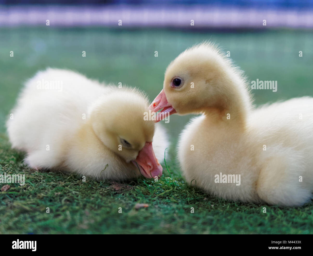 Young cute yellow ducks cuddling each other in the farm on dark ...