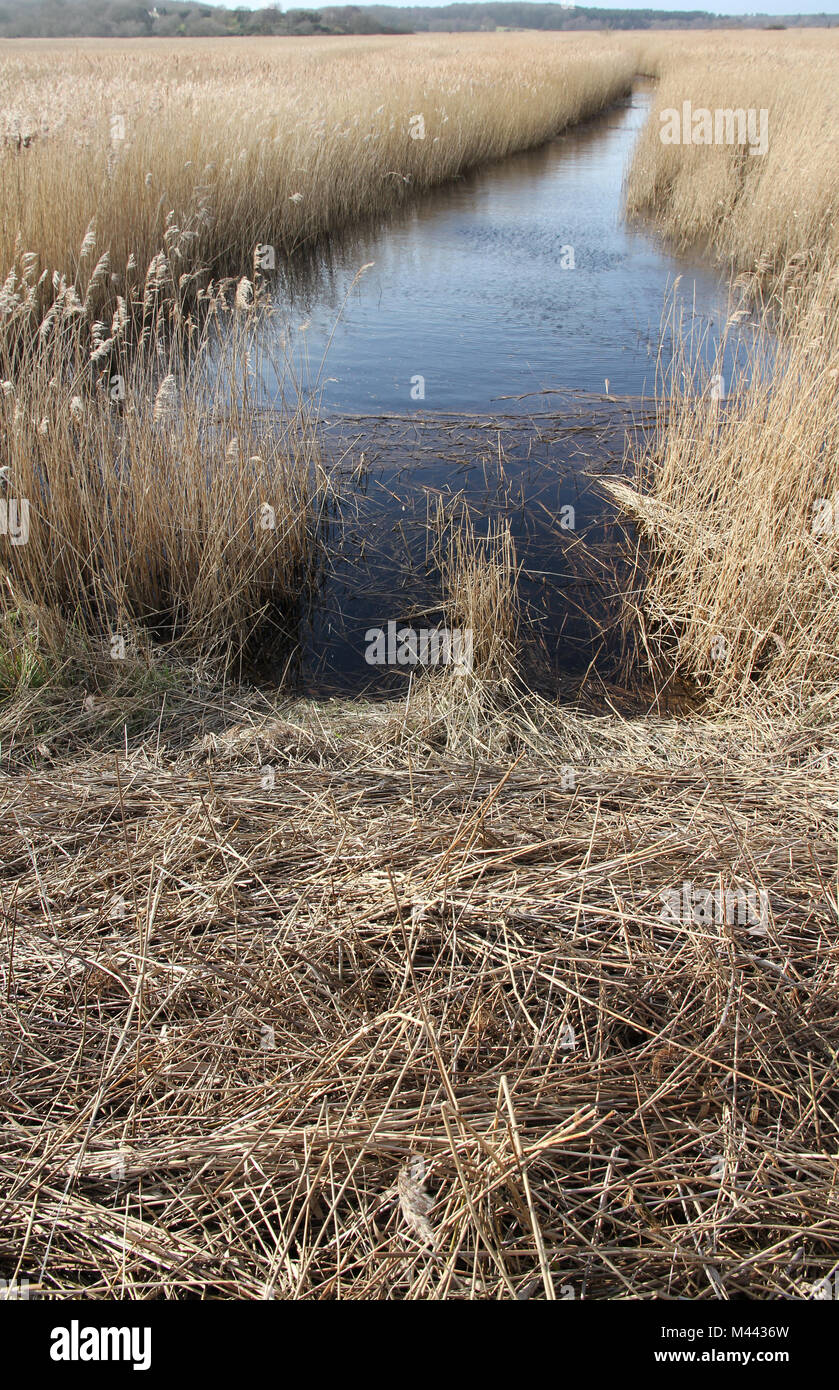 East anglian marshes hi-res stock photography and images - Alamy