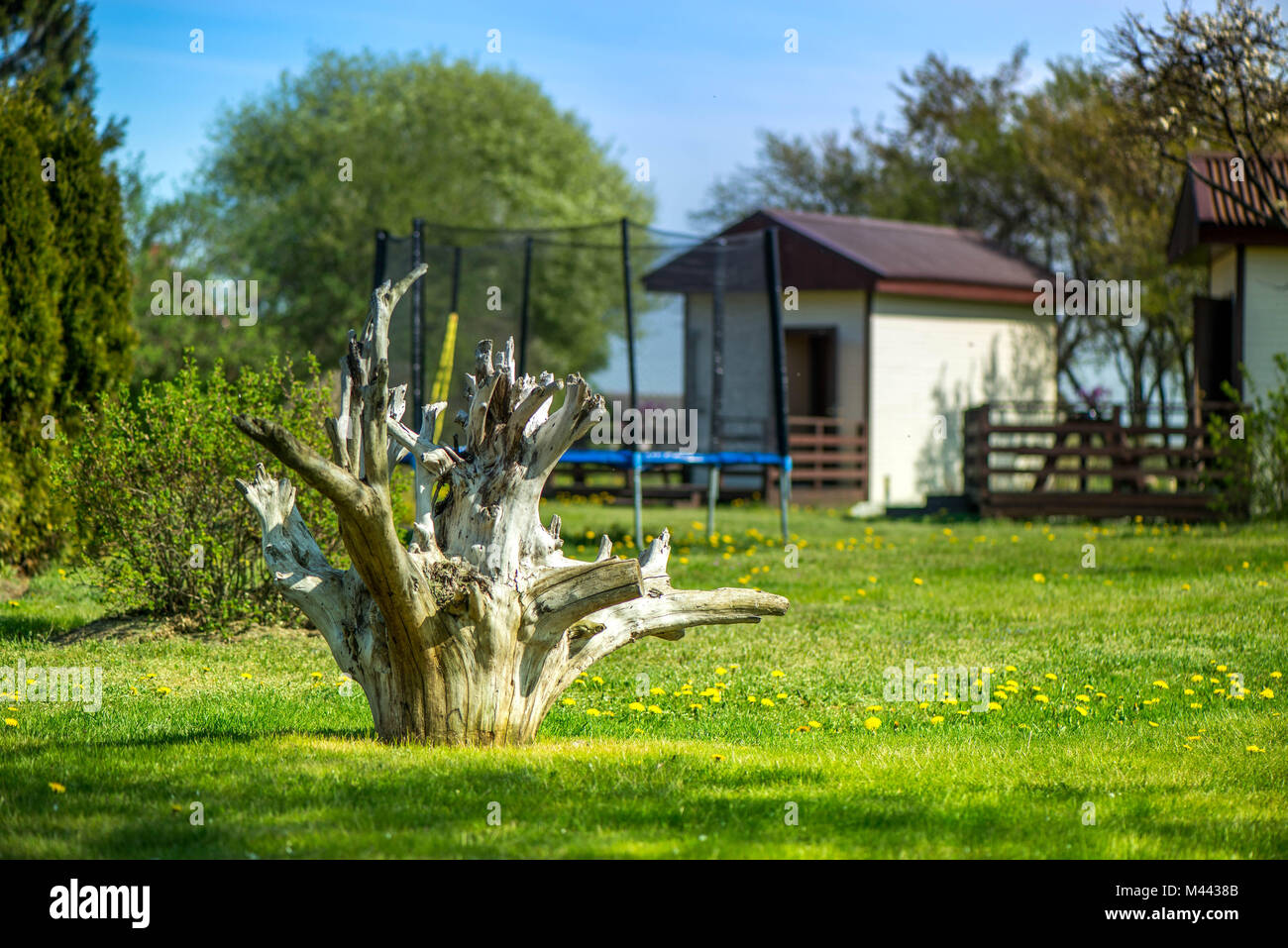Summer scene of chopped, dried tree, decorative garden element, outdoor ...