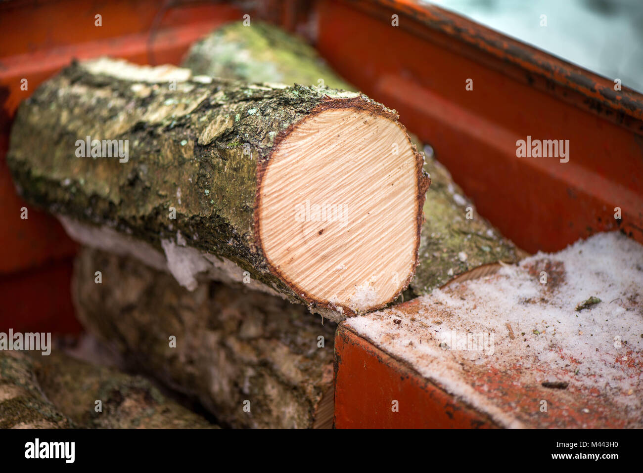 Winter in the forest. Felling in the forest, lumberjack chopping wood ...