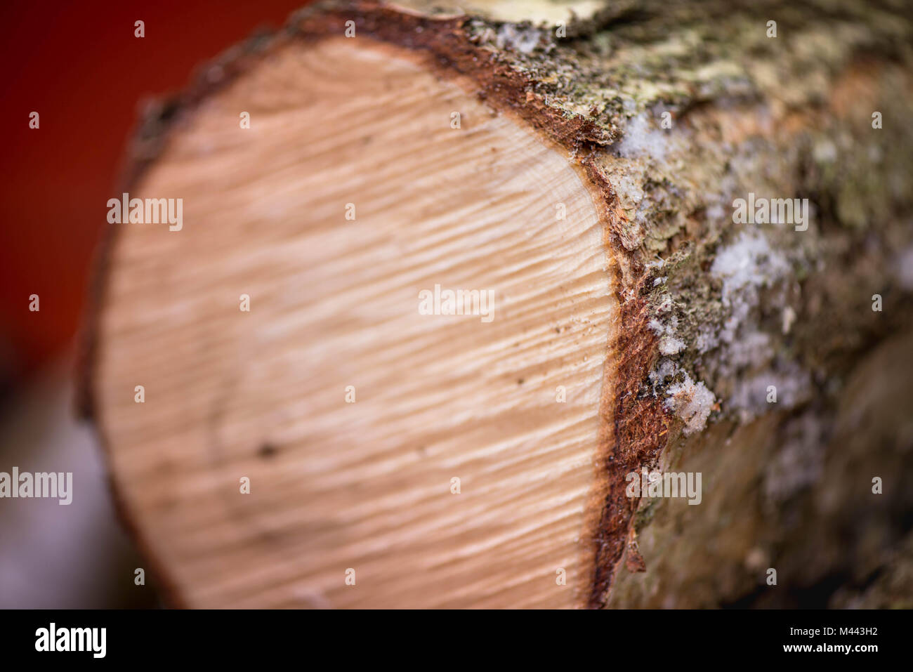 Winter in the forest. Felling in the forest, lumberjack chopping wood ...