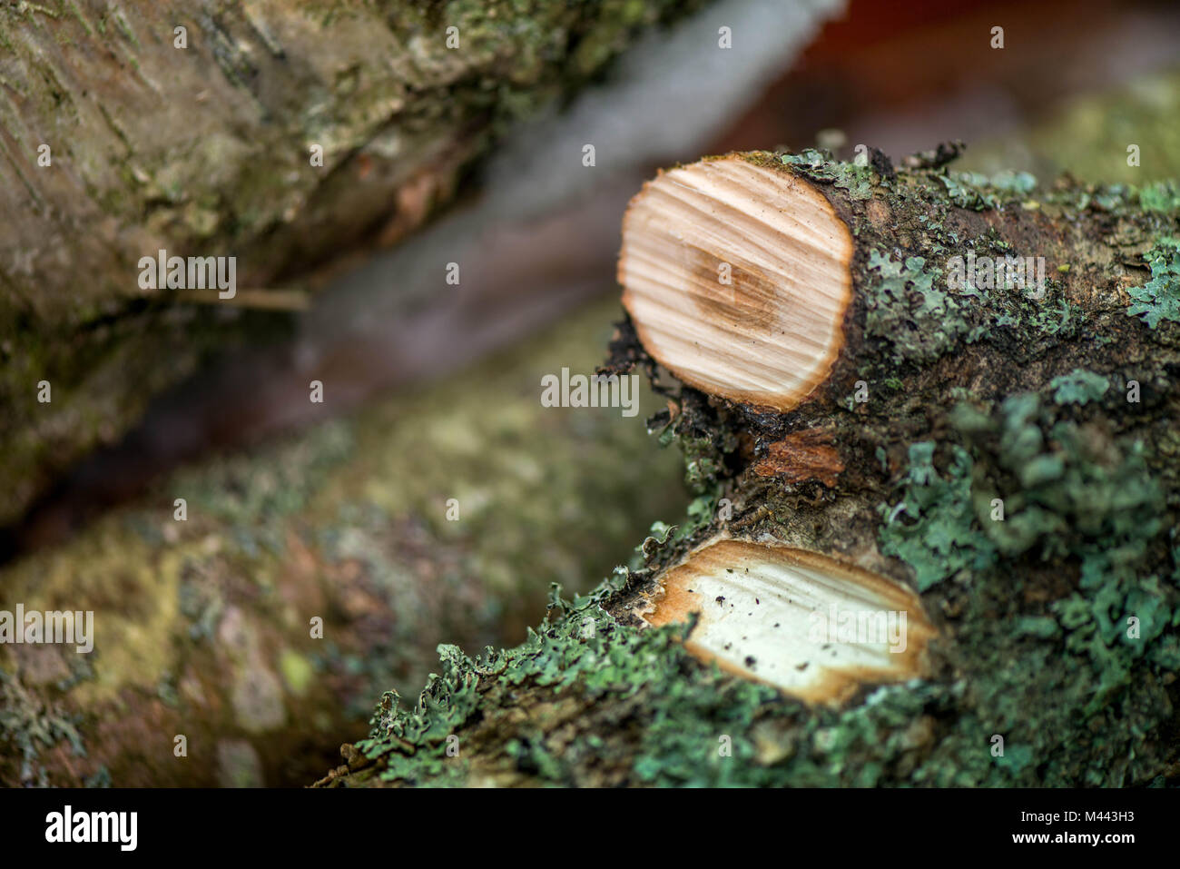 Winter in the forest. Felling in the forest, lumberjack chopping wood ...