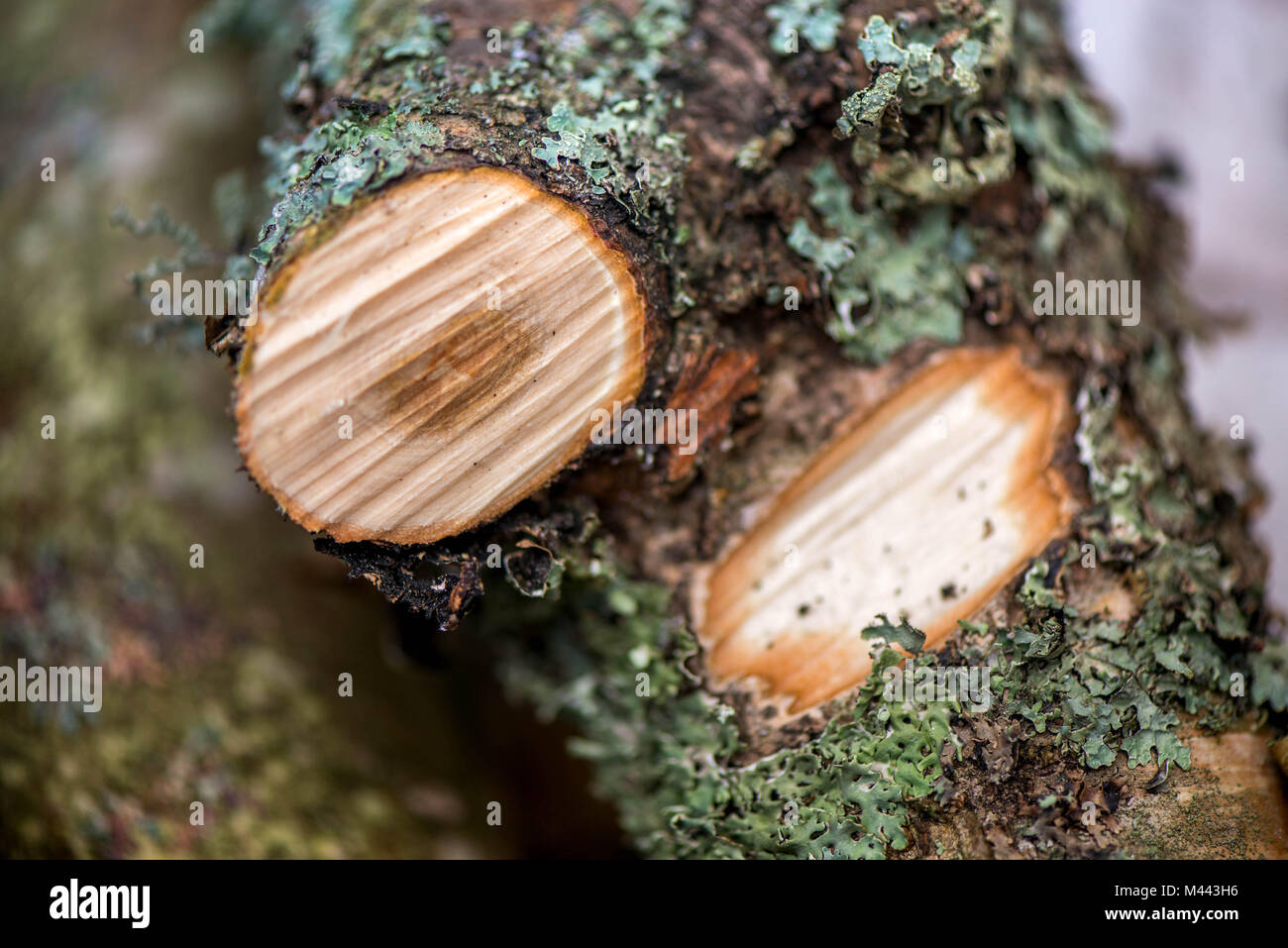 Winter in the forest. Felling in the forest, lumberjack chopping wood ...