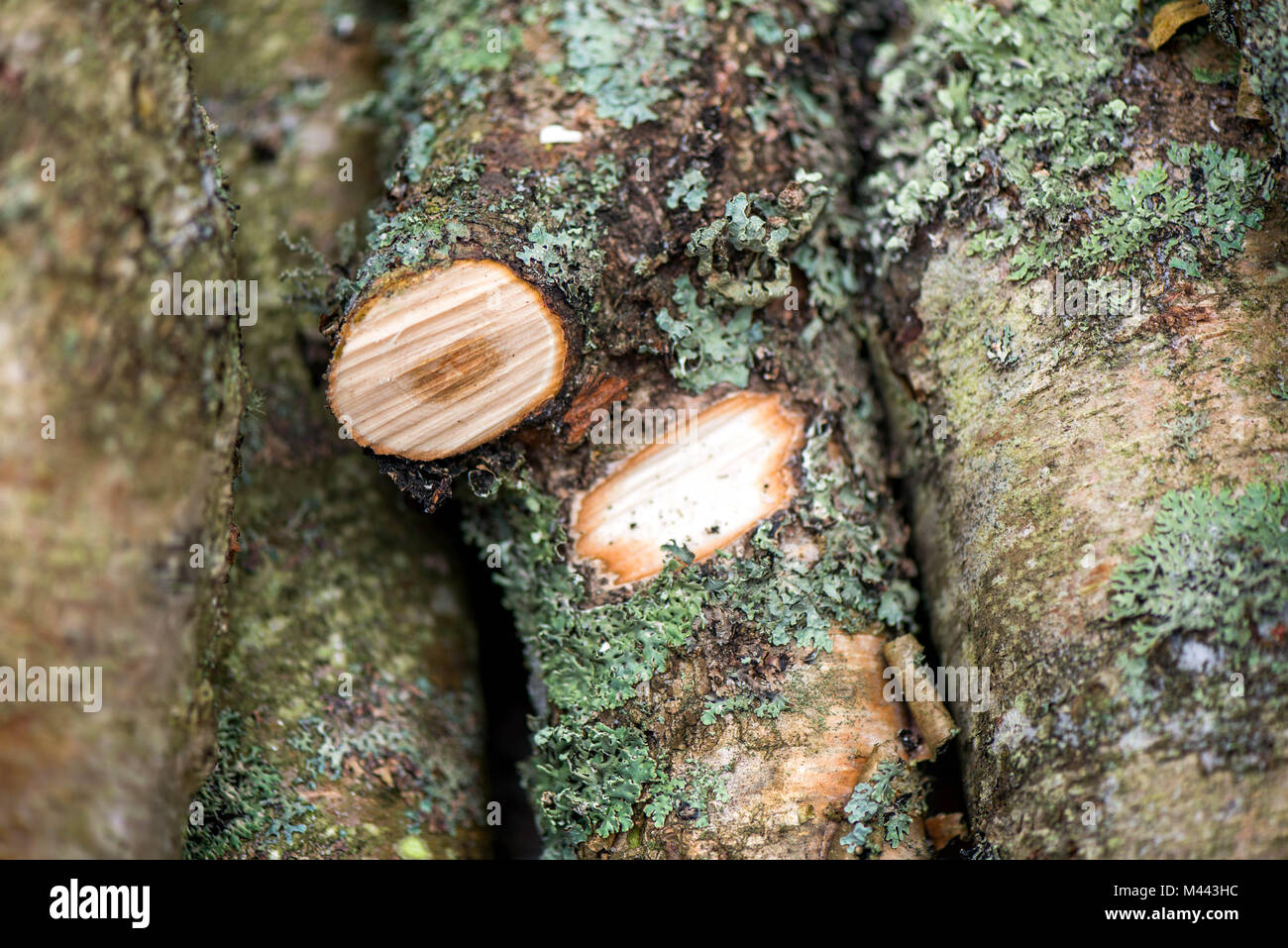 Winter in the forest. Felling in the forest, lumberjack chopping wood ...