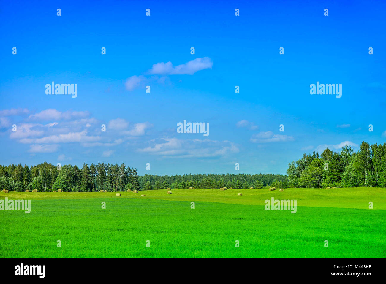 Summer scene of green meadow full of barley straw bales, next to forest ...
