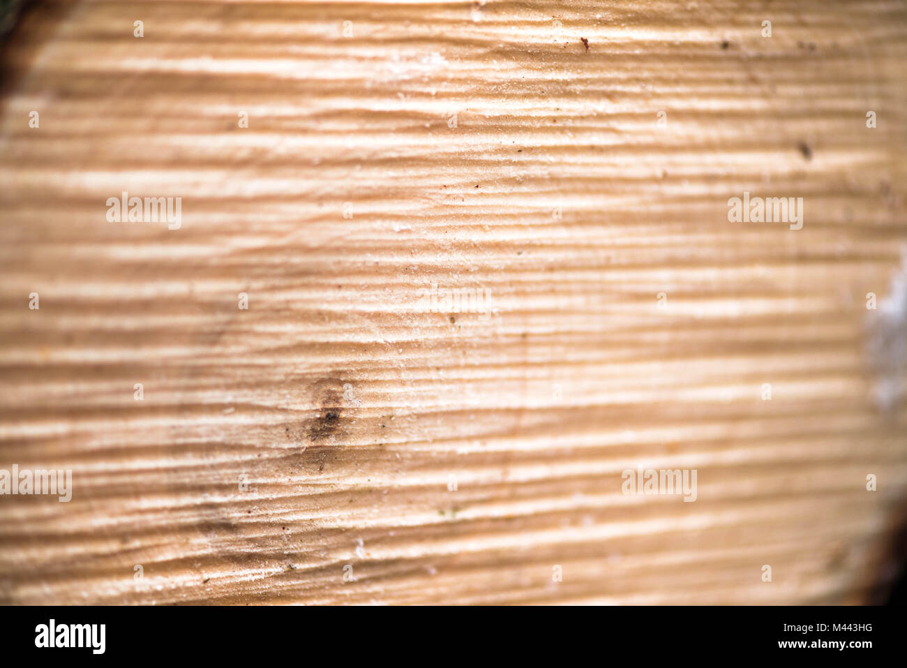 Winter in the forest. Felling in the forest, lumberjack chopping wood ...
