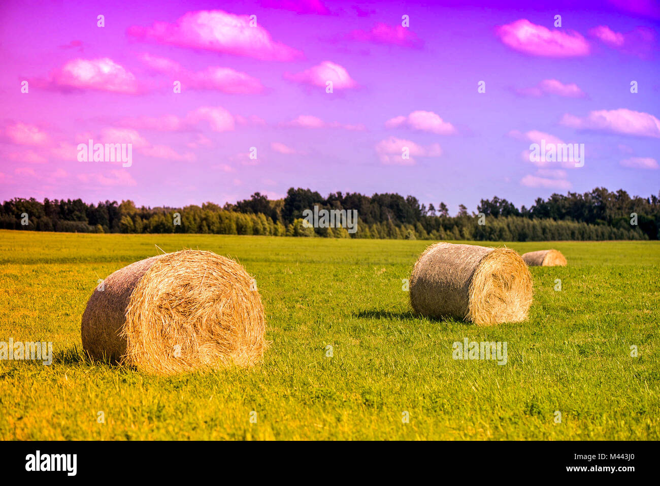 The harvest time, haymaking. Summer scene of meadow full of wheat straw ...