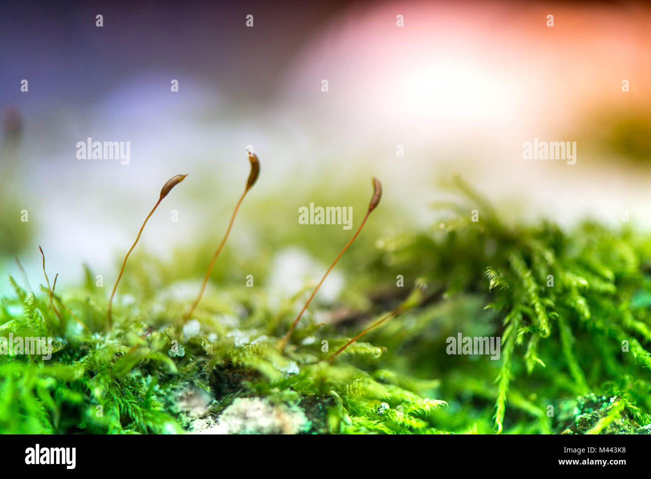 Spore stand hi-res stock photography and images - Alamy