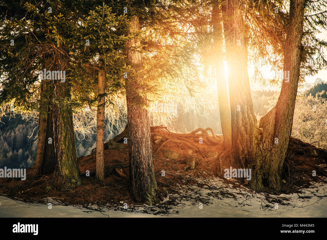 sun rays shining through tree branches in forest Stock Photo - Alamy