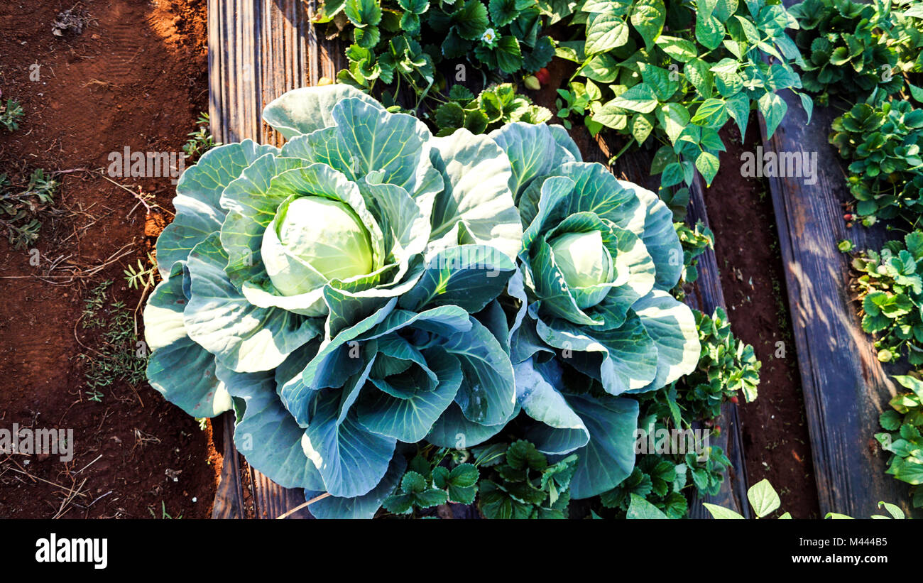 Cabbage leaves blooming in the bright sunlight. Fresh vegetable produce ...