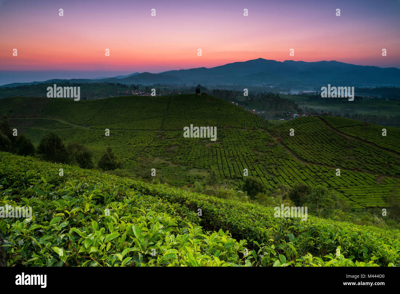 Morning view with tea plantation layer at Malabar Pangalengan in West ...