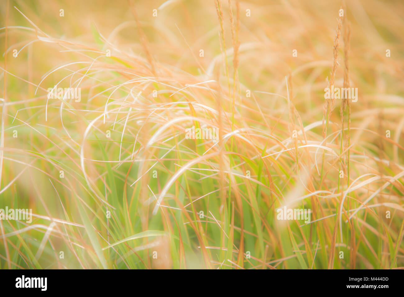 Soft Nature Background at Sunrise Stock Photo - Alamy