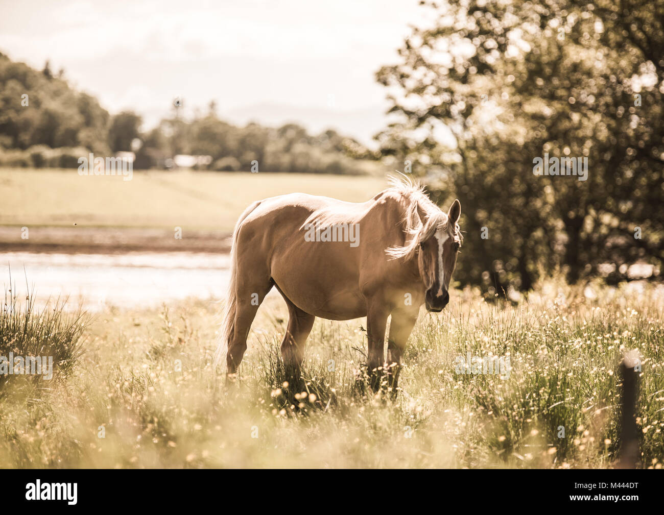 Outdoor Stallion High Resolution Stock Photography and Images - Alamy