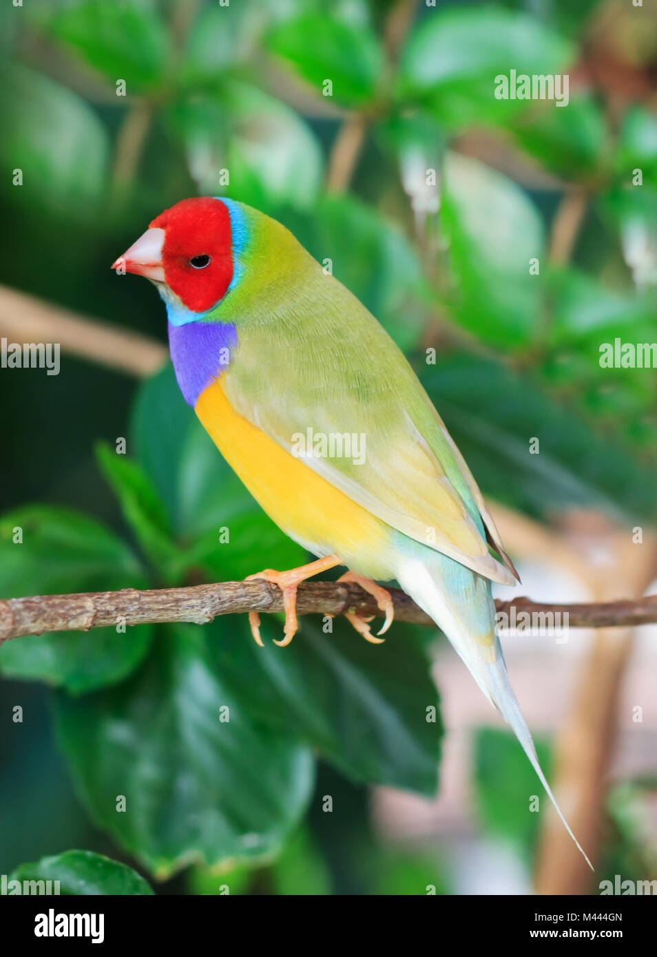 Small finches hi-res stock photography and images - Alamy