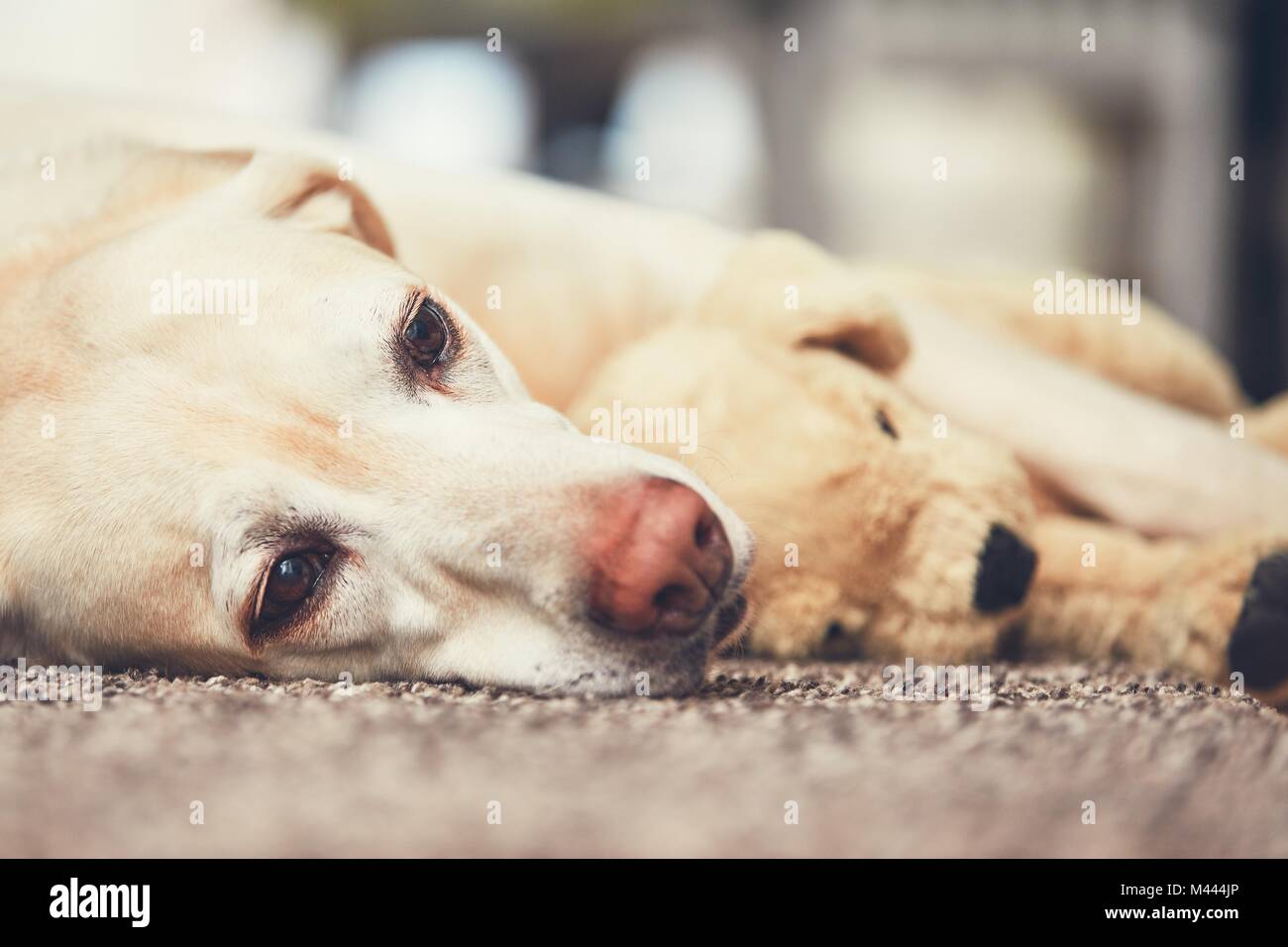 Cozy afternoon at home. Dog resting on the carpet. Yellow labrador ...