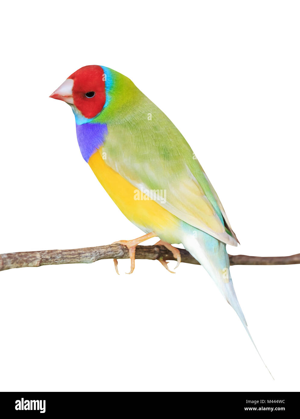 Small finches hi-res stock photography and images - Alamy