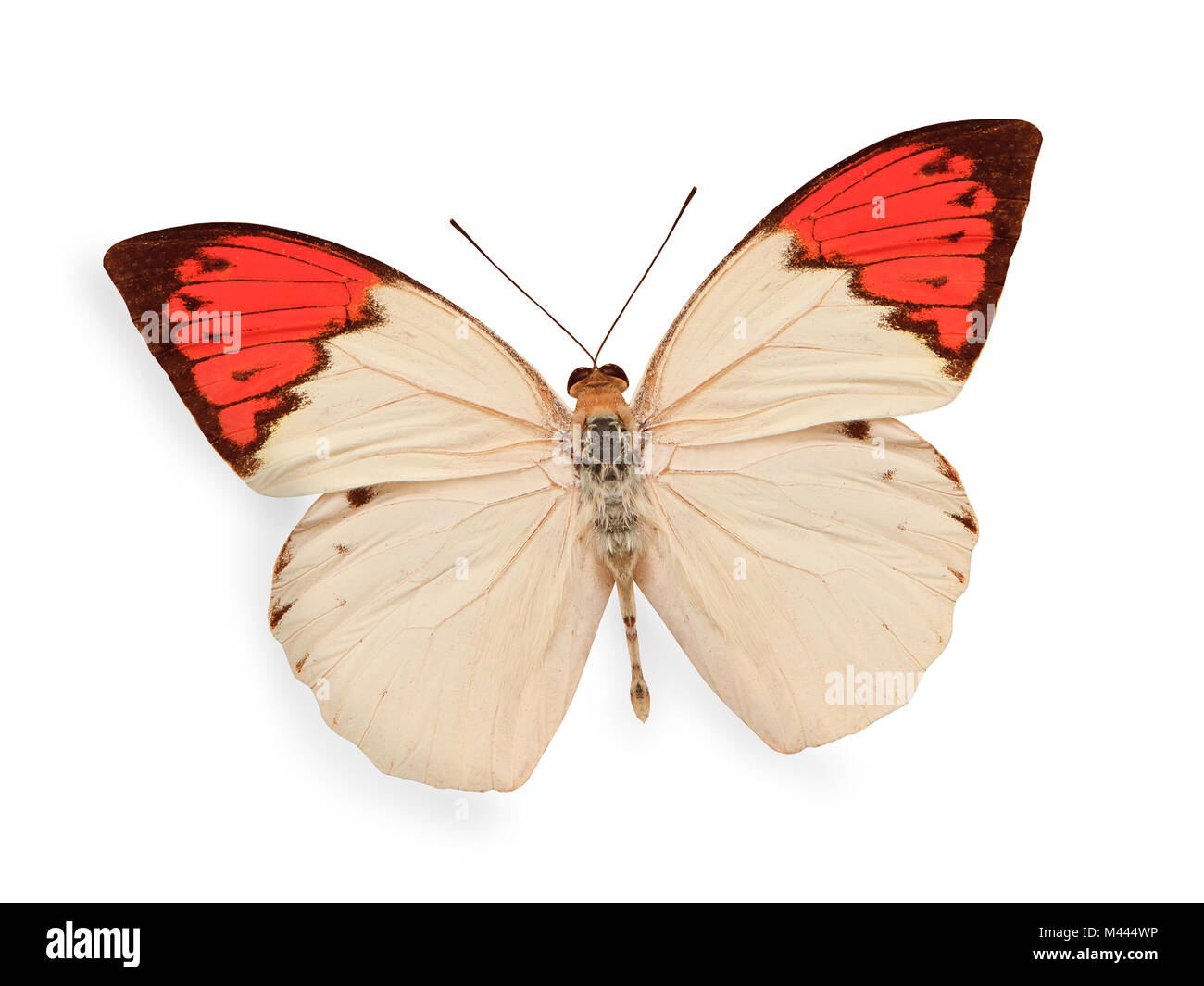 Red and white butterfly hi-res stock photography and images - Alamy
