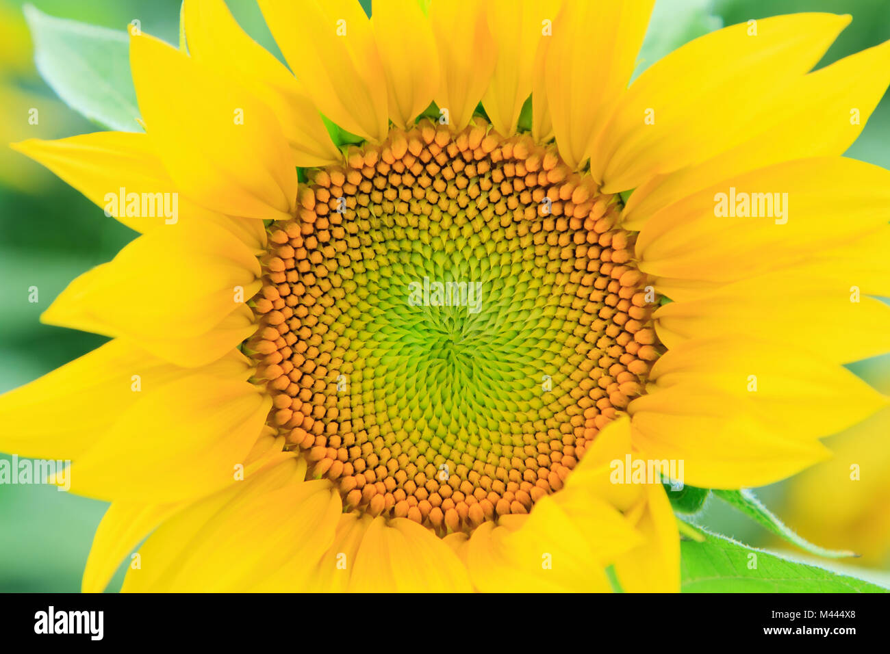 Sunflower close up Stock Photo - Alamy