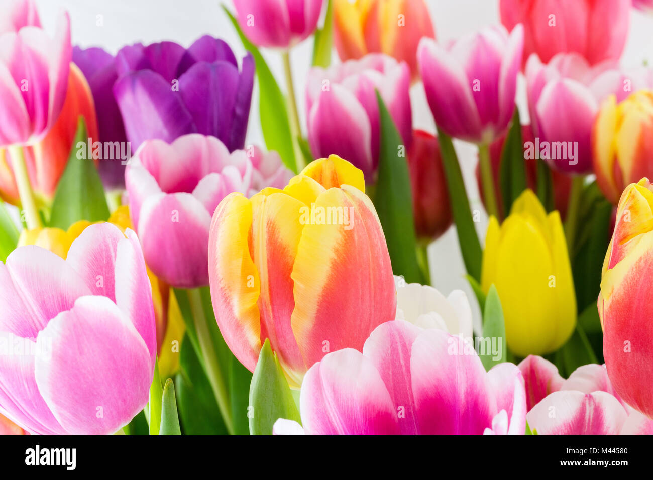 Tulips. spring flowers Stock Photo - Alamy