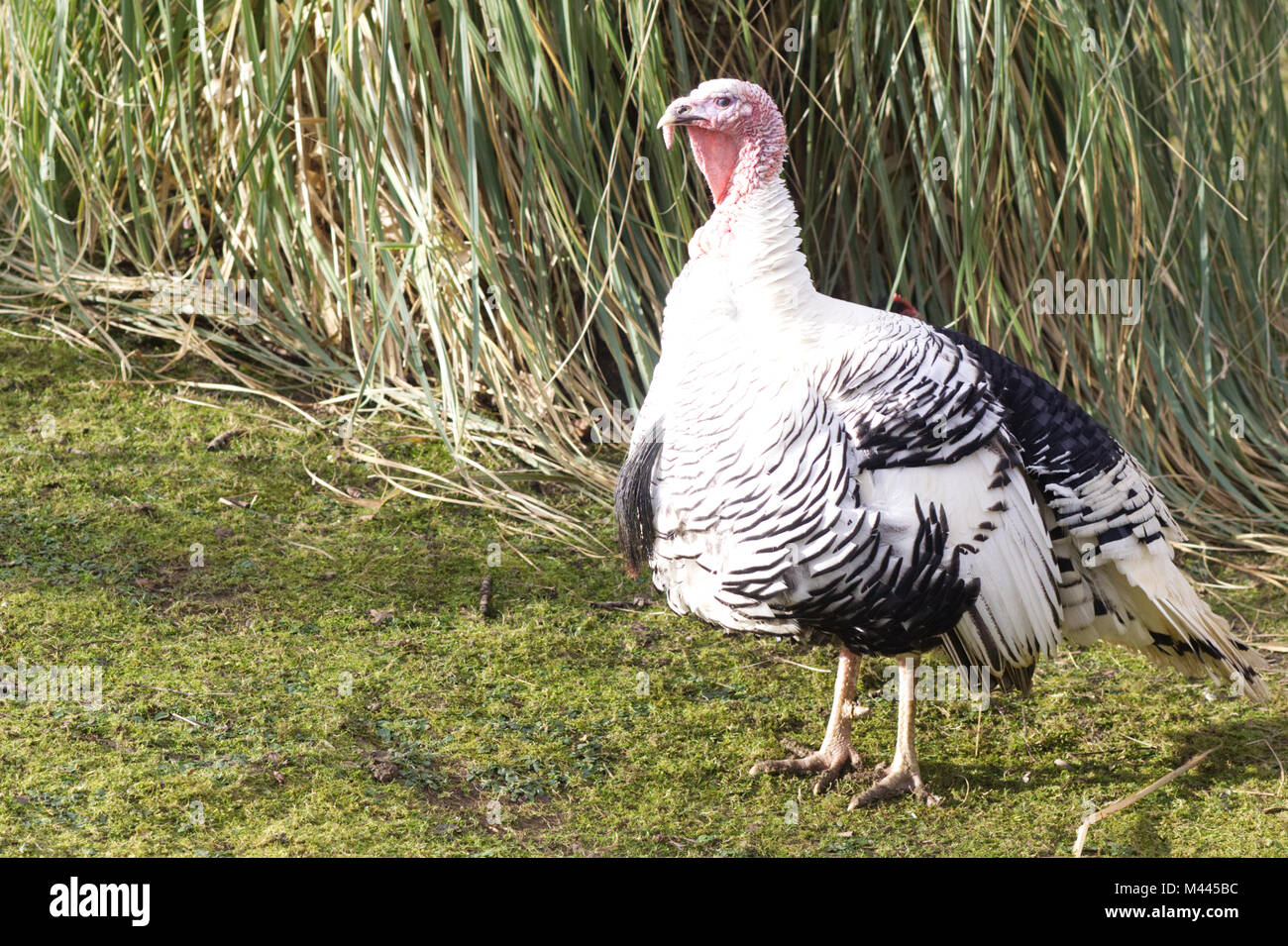 The Royal Palm Turkey Stock Photo - Alamy